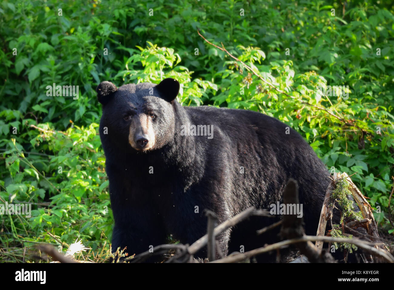 Large male black bear (Ursus Americanus) wandering in the Adirondack ...