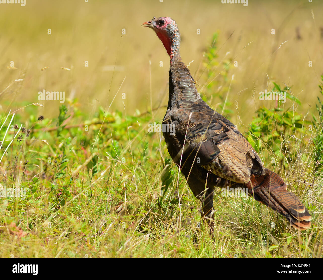 Alert wild eastern turkey hen (Meleagris gallopavo) standing in a field ...