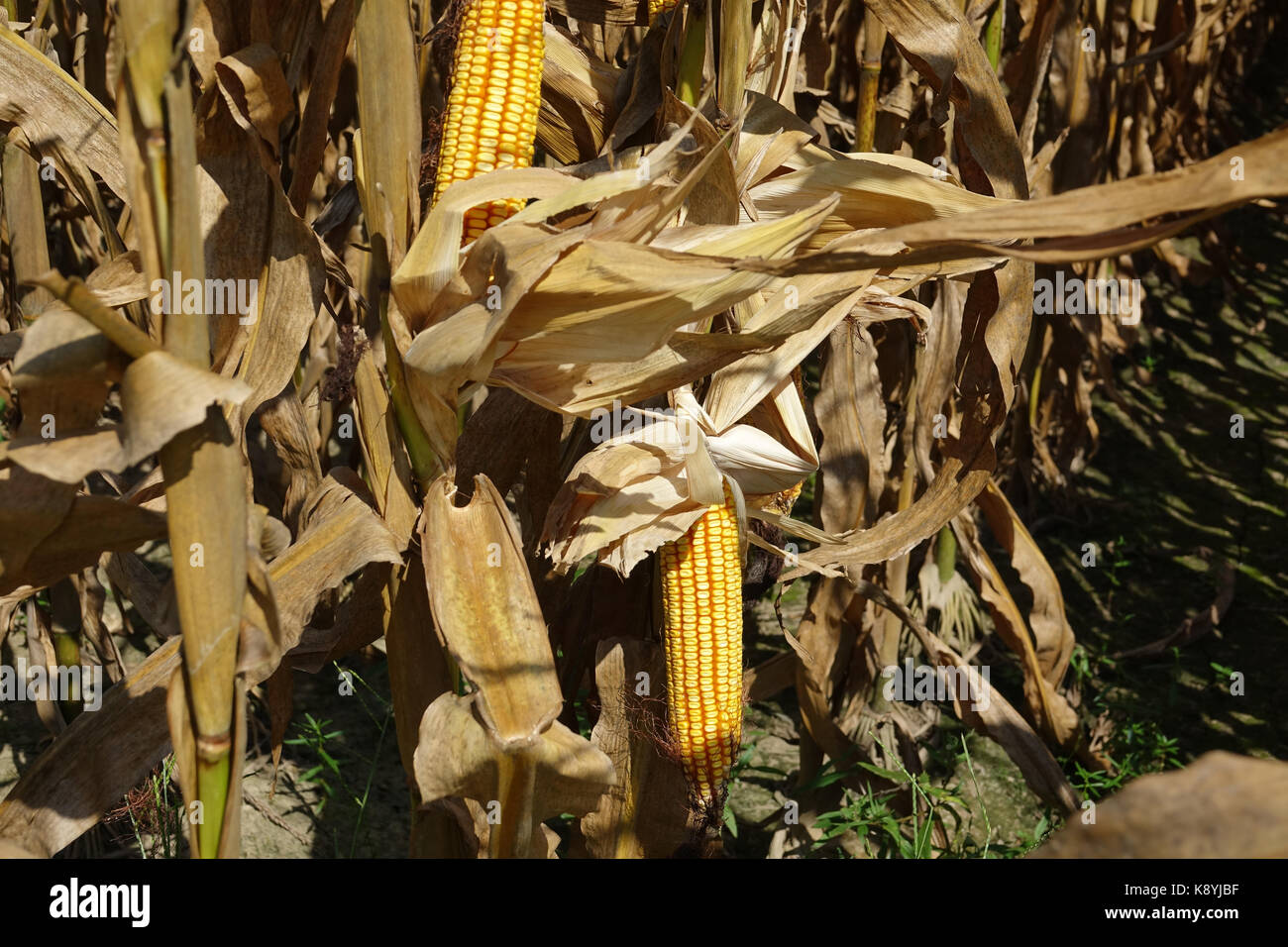 Dent corn hi-res stock photography and images - Alamy