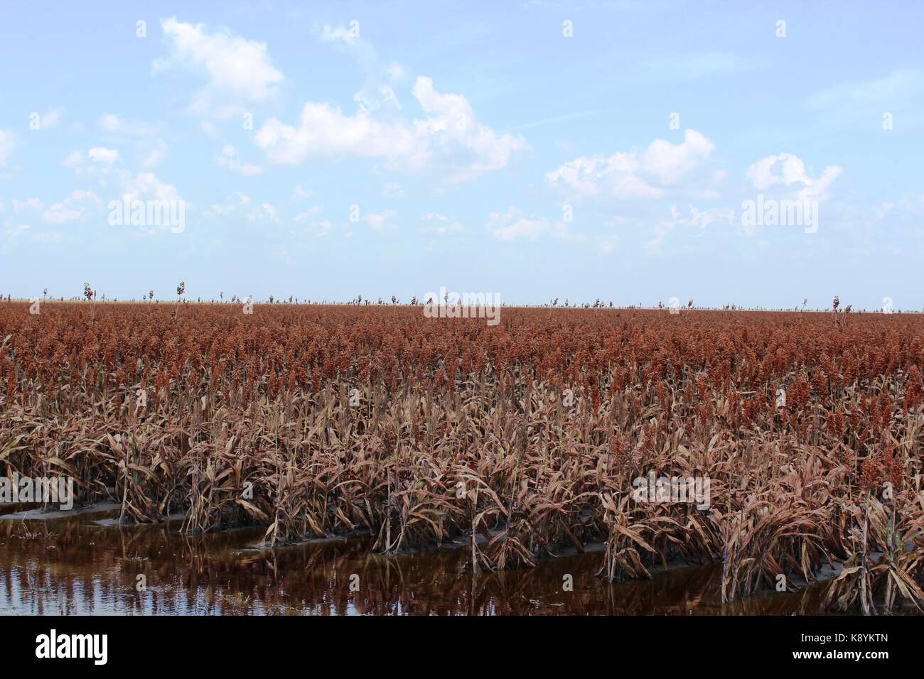 Grain Sorghum Milo Stock Photo - Alamy