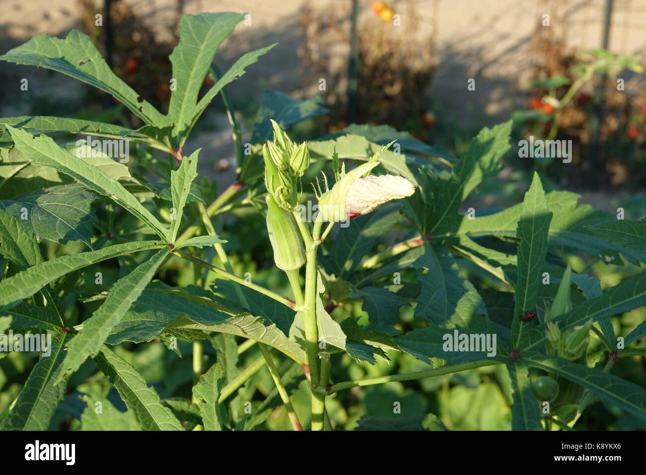 Okra stalks hi-res stock photography and images - Alamy