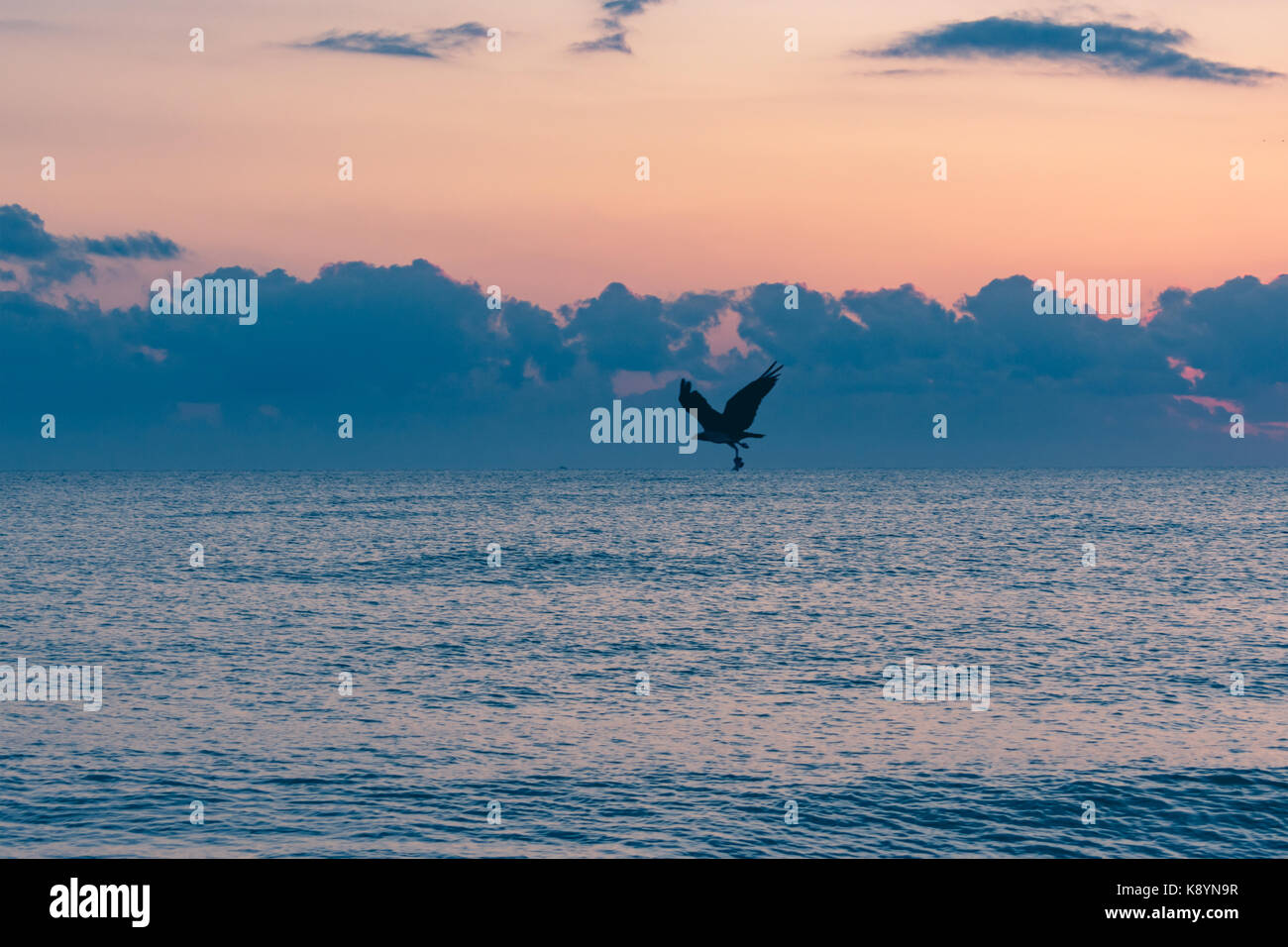 Talon on caught fish hi-res stock photography and images - Alamy