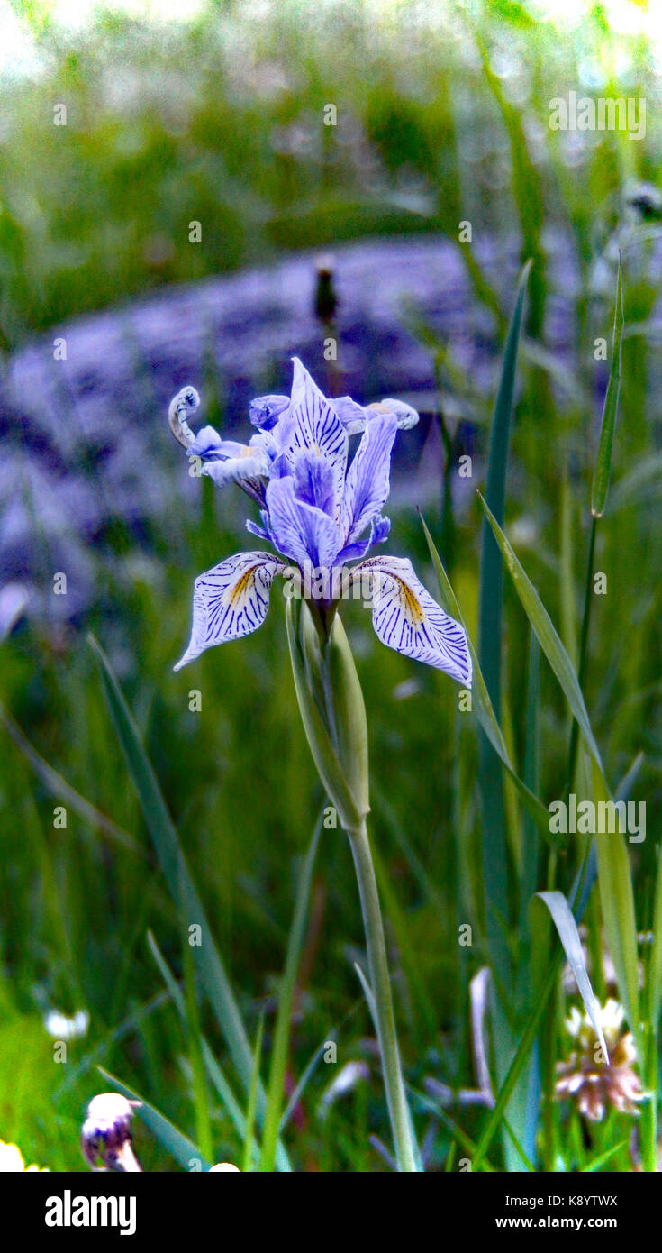 Wild iris flowers hi-res stock photography and images - Alamy