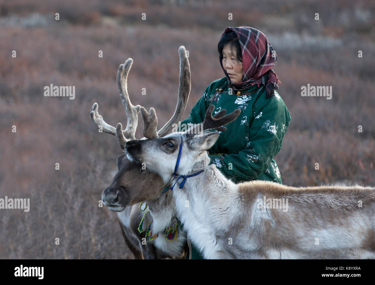 Mongolian reindeer herder hi-res stock photography and images - Alamy