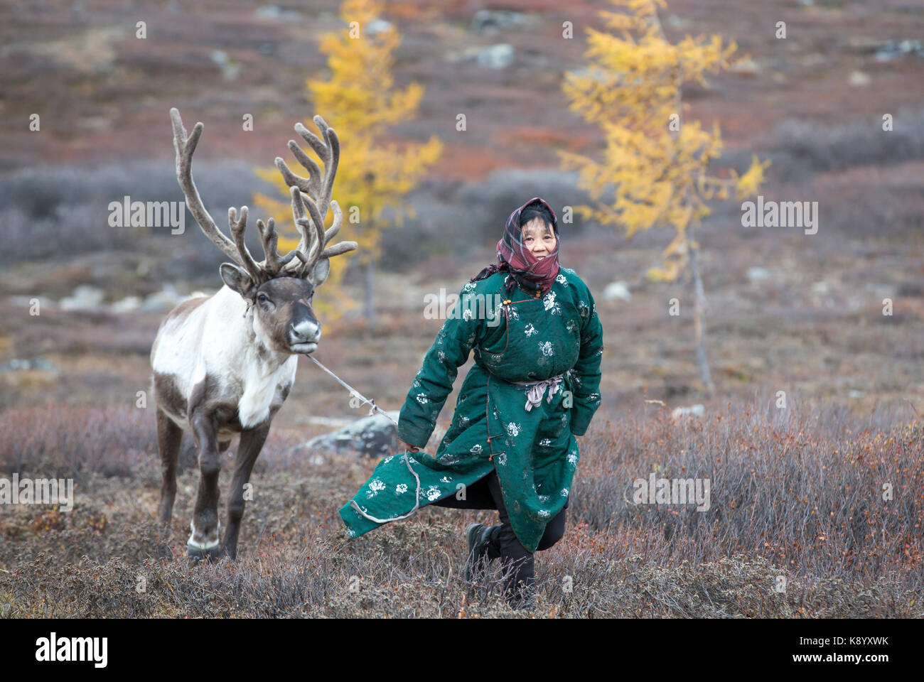 tsaatan woman with reindeer in Northern Mongolian landscape Stock Photo ...