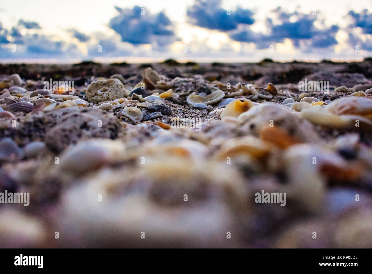 close up of shells on the beach on an early summer morning Stock Photo ...