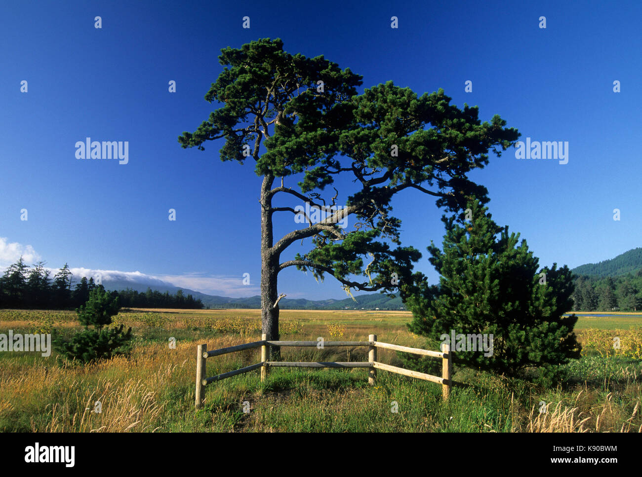 Lone pine, Clay Myers State Park, Oregon Stock Photo - Alamy