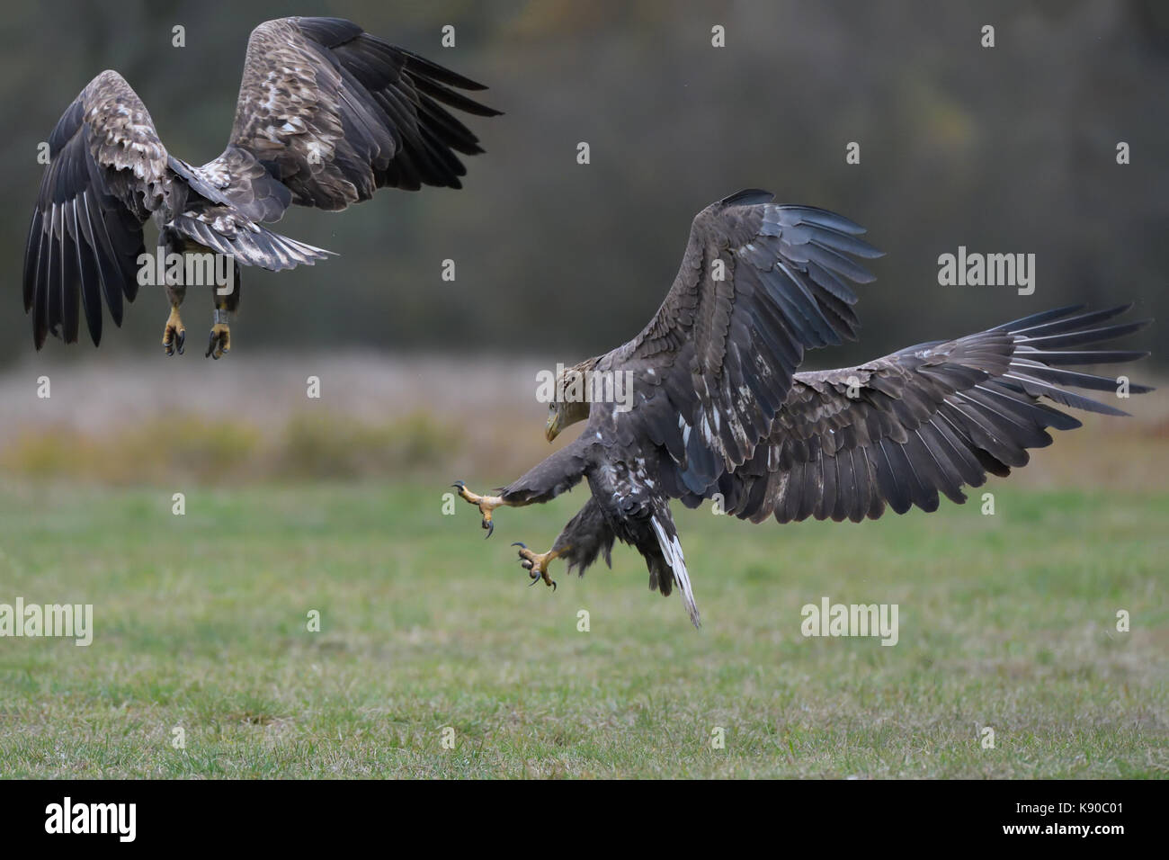 Two White-tailed Sea Eagle chasing eachother Stock Photo - Alamy