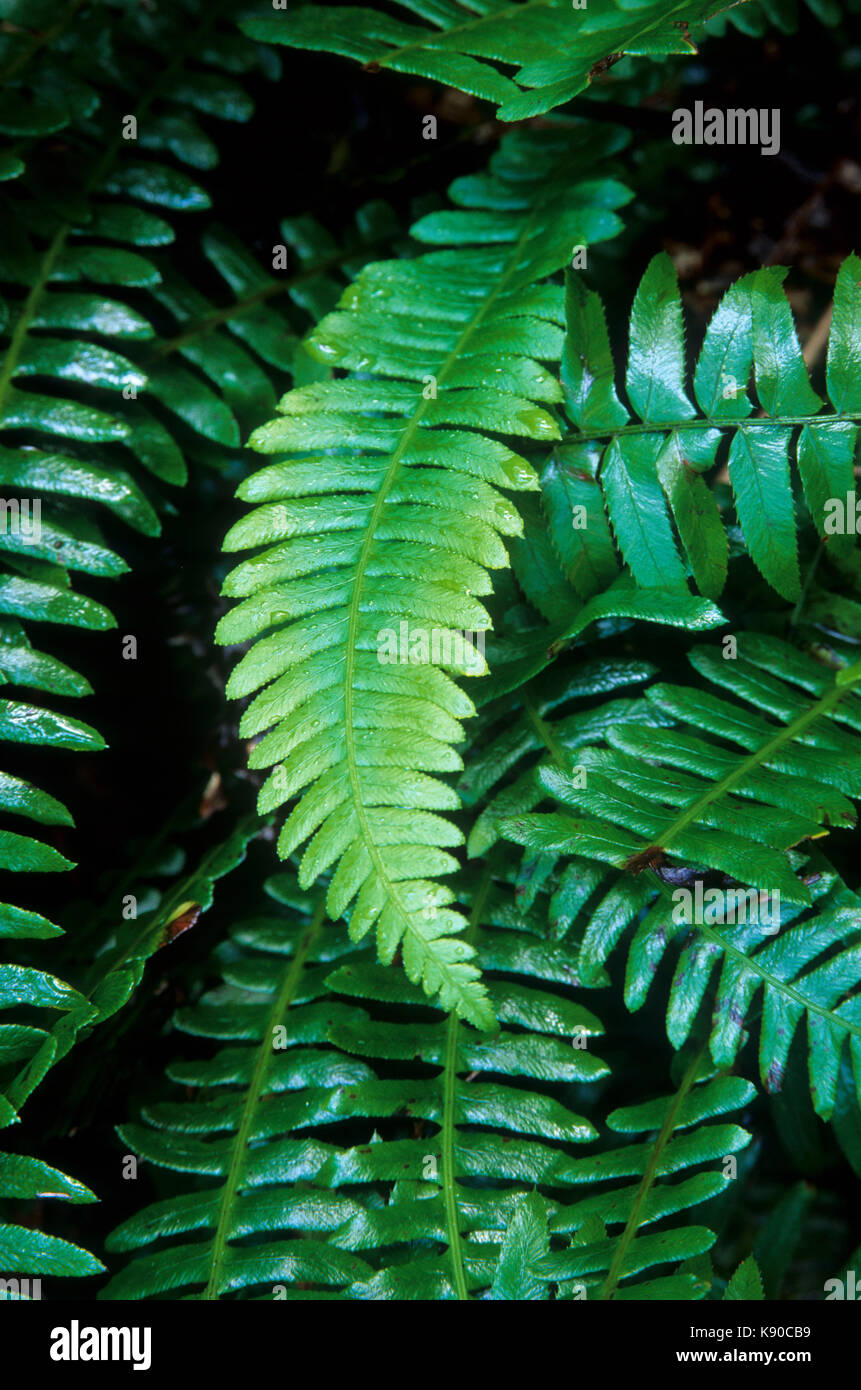Deer ferns (Blechnum spicant) on Cape Lookout Trail, Cape Lookout State ...