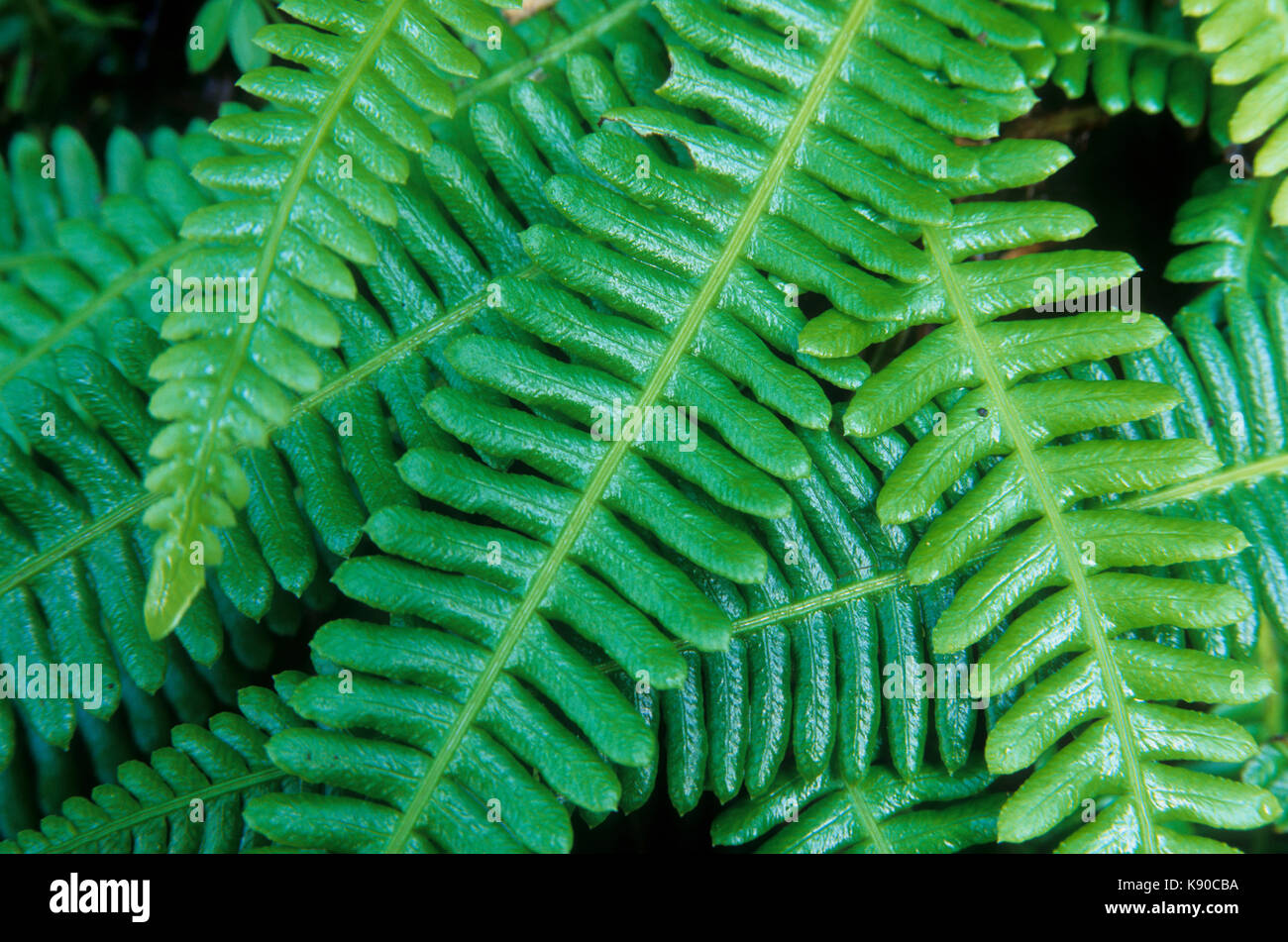 Deer ferns (Blechnum spicant) on Cape Lookout Trail, Cape Lookout State ...