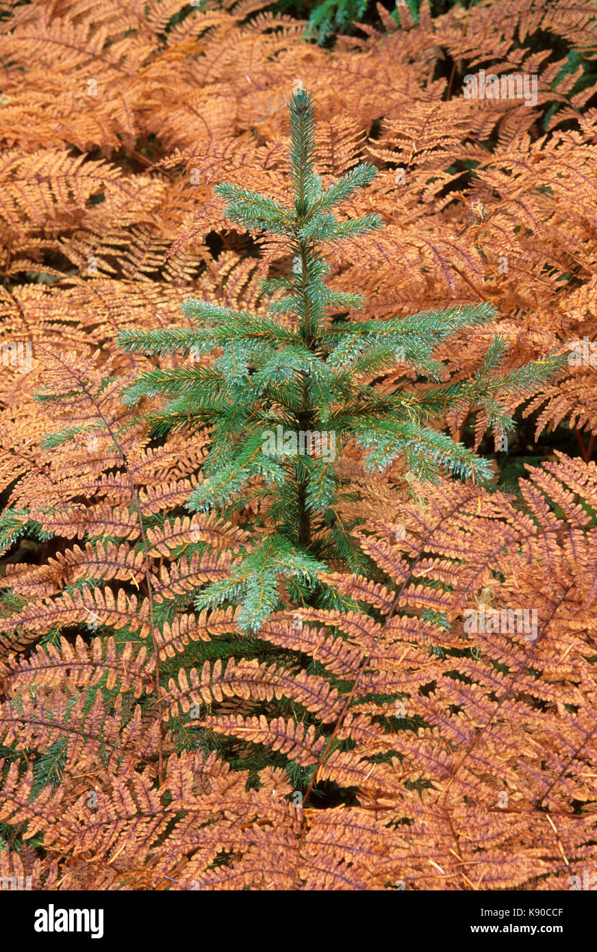 Young fir in ferns, Willamette National Forest, Oregon Stock Photo - Alamy