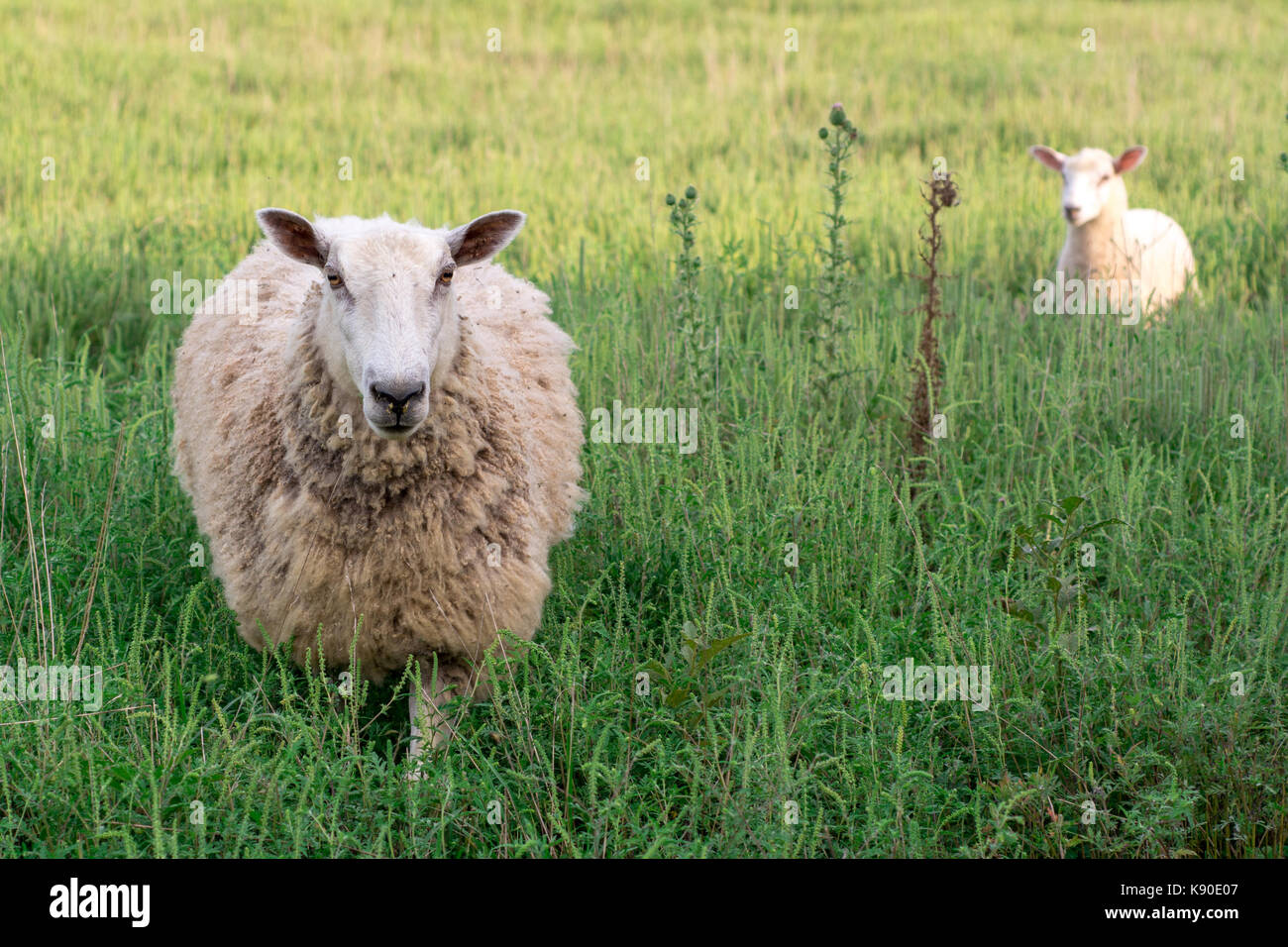 Mother sheep with baby lamb walking through tall grass - BFL (Blueface ...