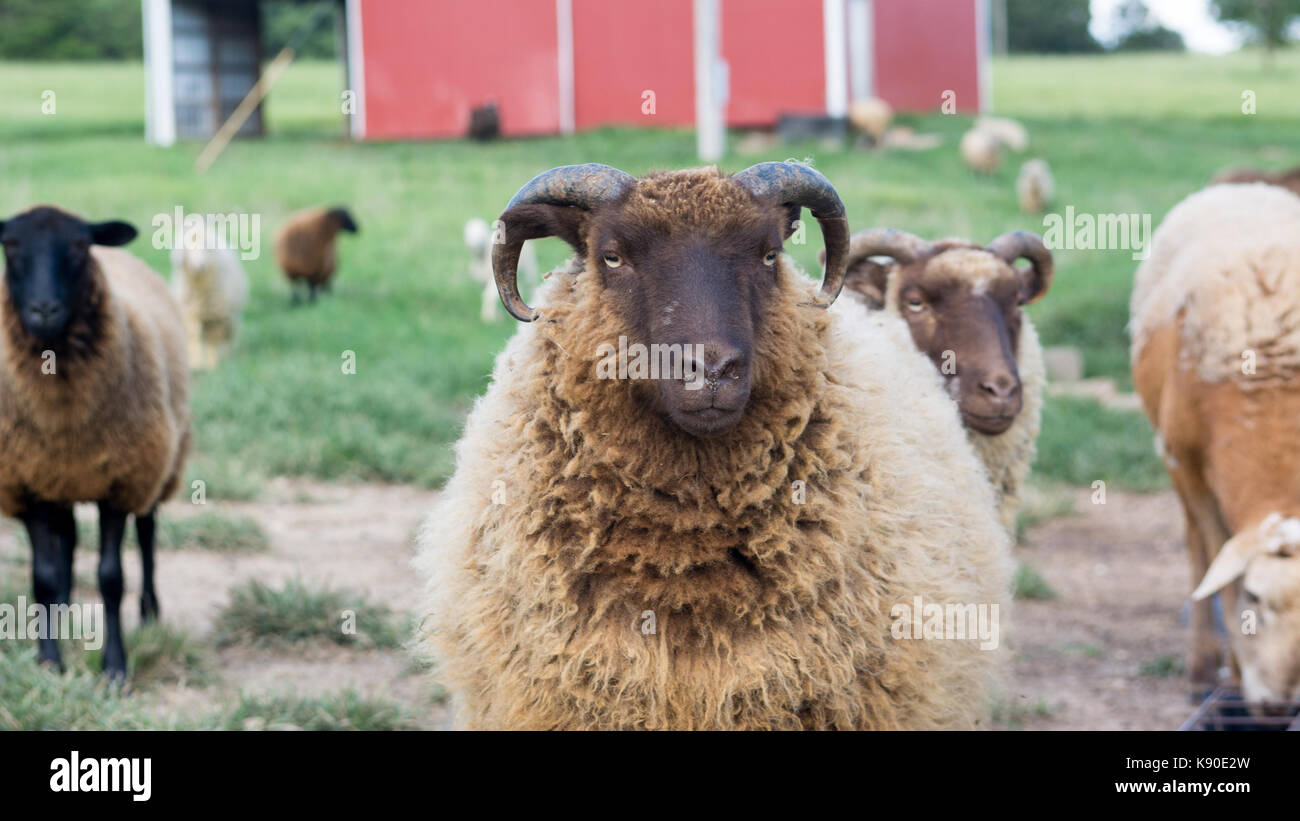 Shetland ram looking at camera among other sheep Stock Photo - Alamy