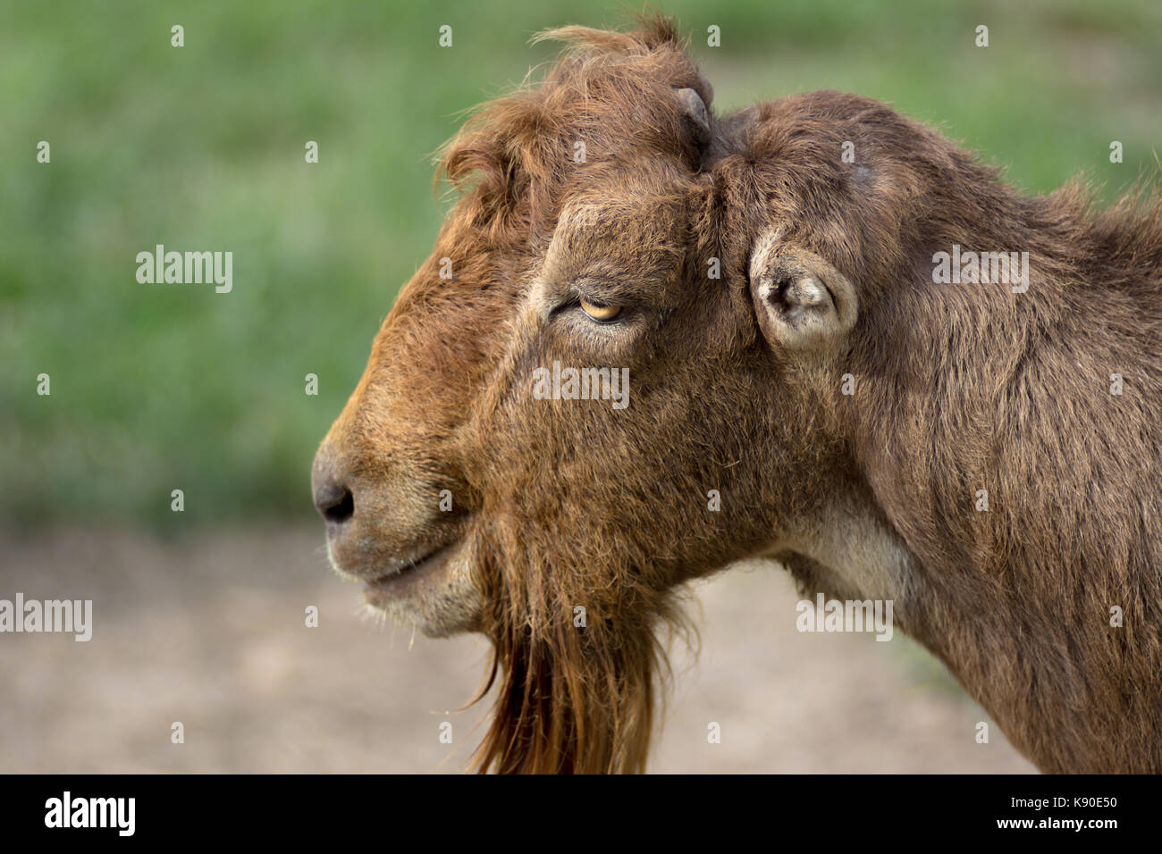 Close up portrait of bearded LaMancha goat Stock Photo - Alamy