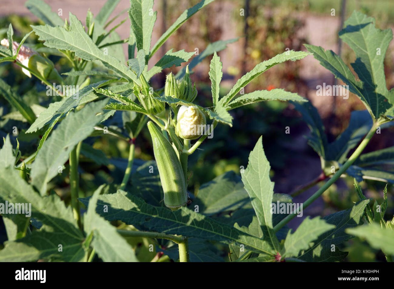 Red Okra Stock Photos & Red Okra Stock Images - Alamy