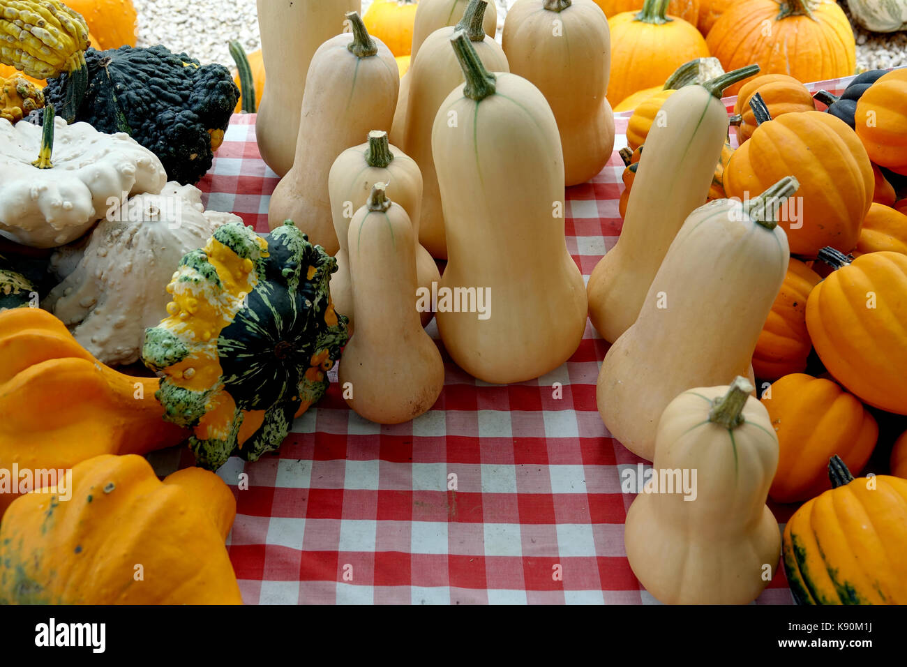 Gourds for eating and decoration Stock Photo - Alamy