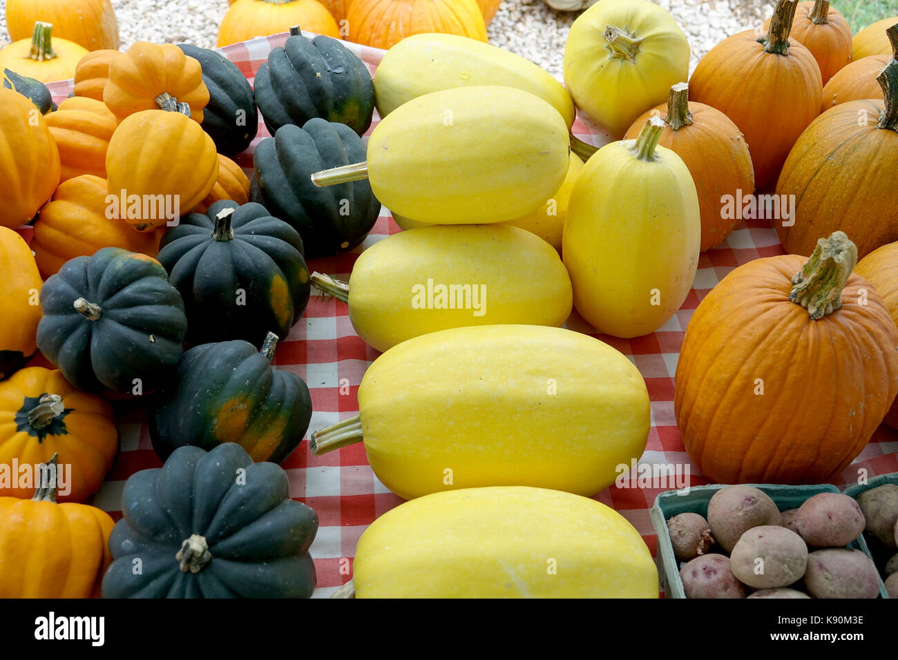 Spine gourds hi-res stock photography and images - Alamy