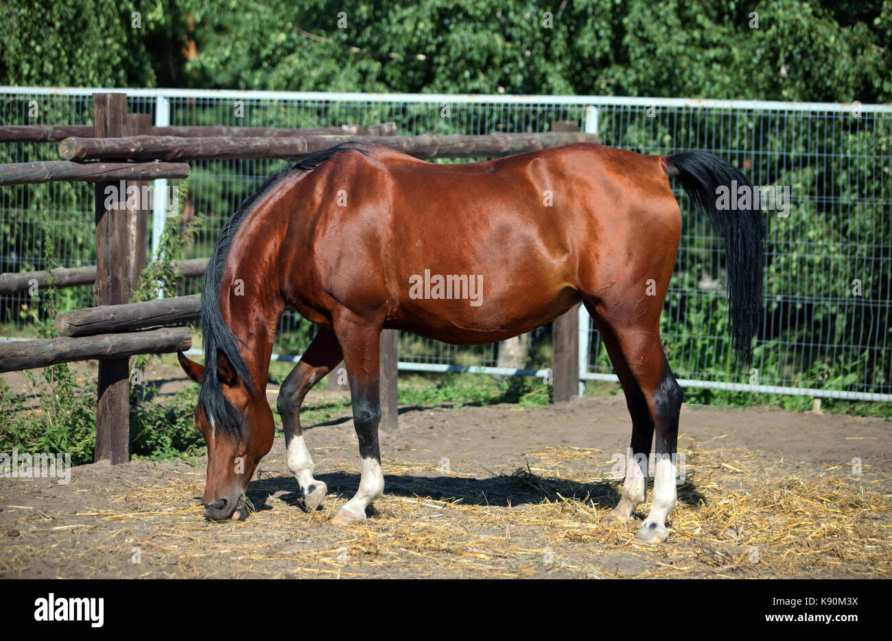 Horse breeding farm hi-res stock photography and images - Alamy
