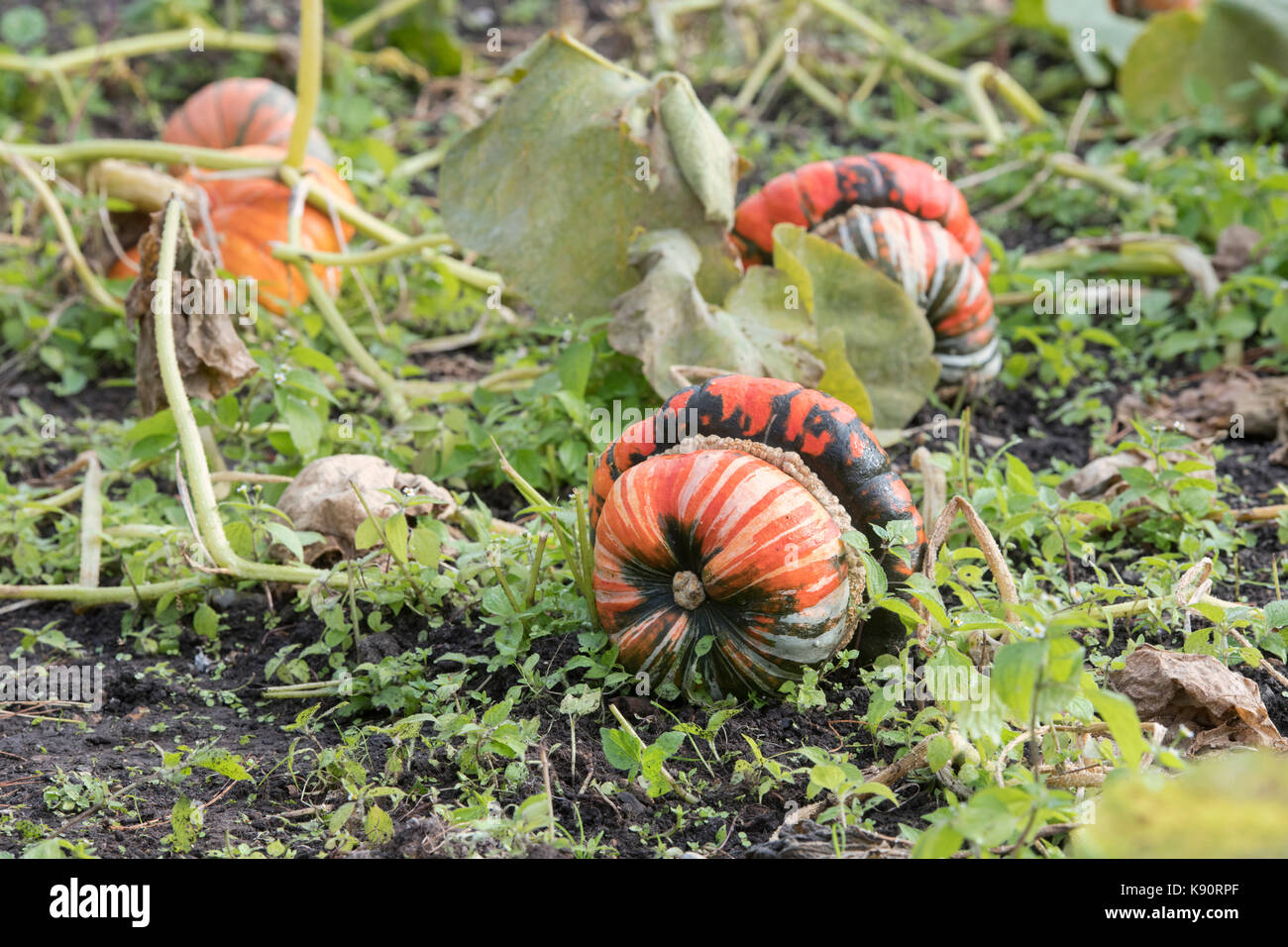 Turk’s turban hi-res stock photography and images - Alamy