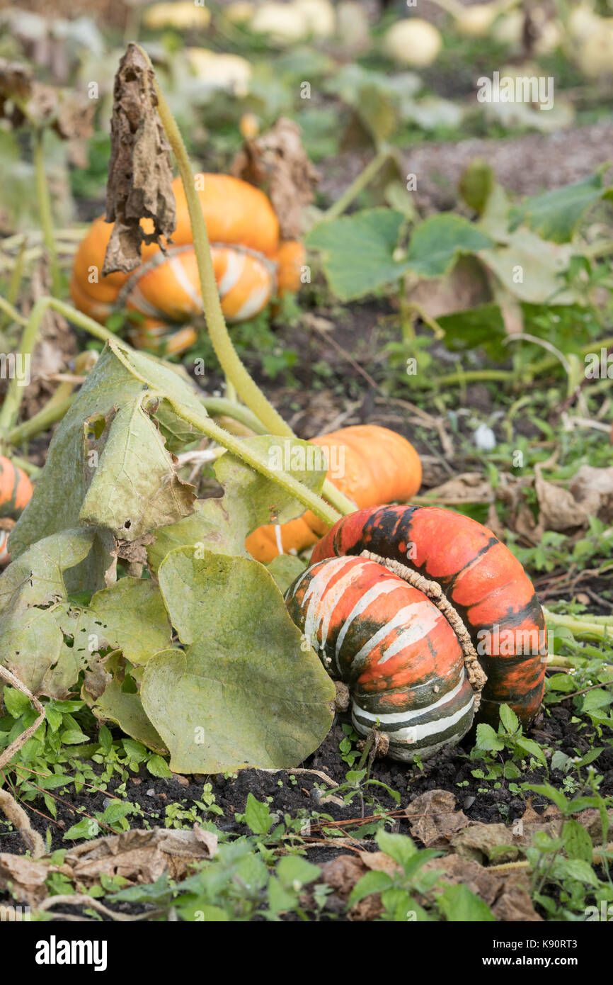 Cucurbita maxima. Turks Turban Squash on the plant. UK Stock Photo - Alamy