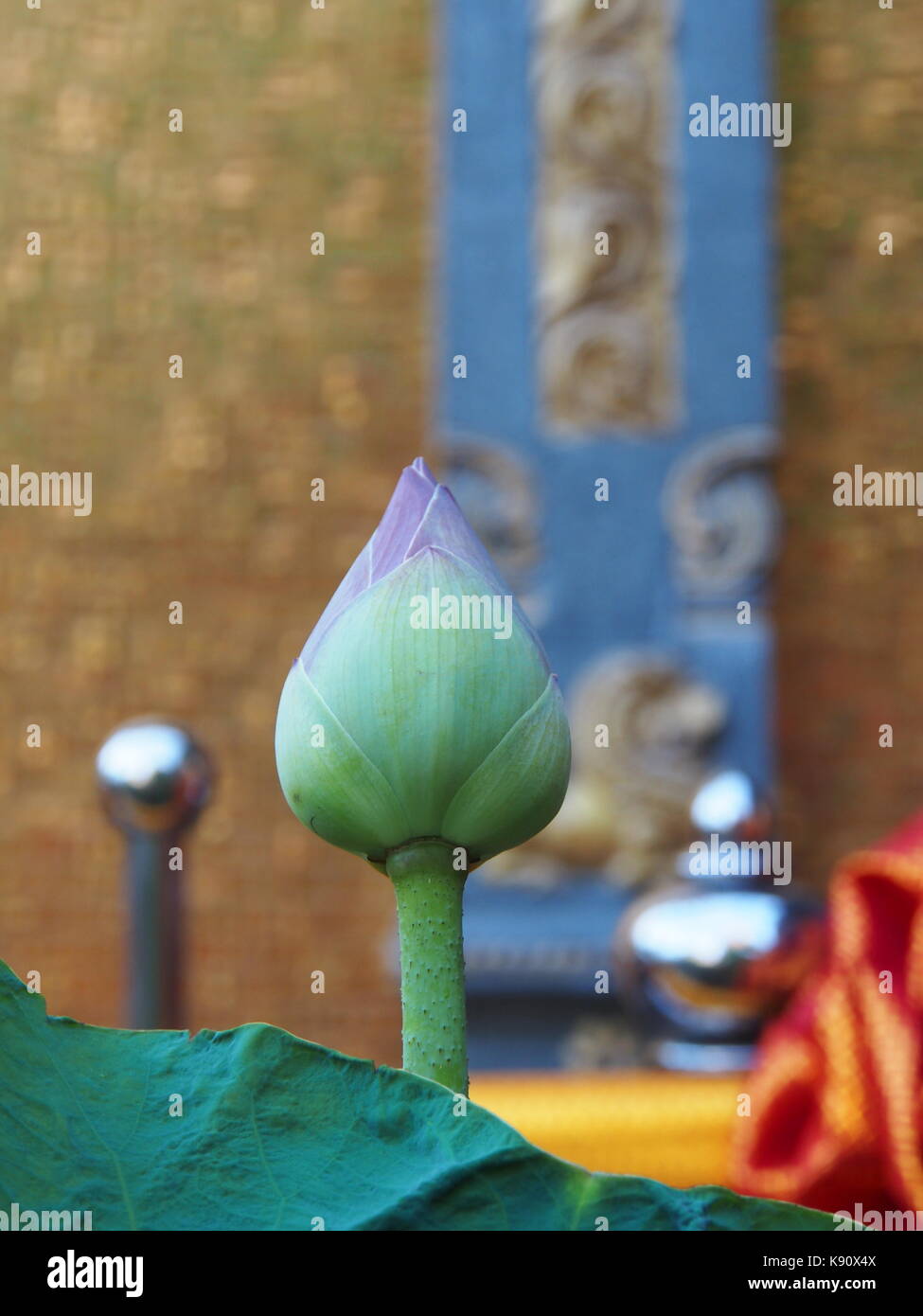 Beautiful Lotus in Hindu Temple , Flower in Bangkok, Thailand Stock ...