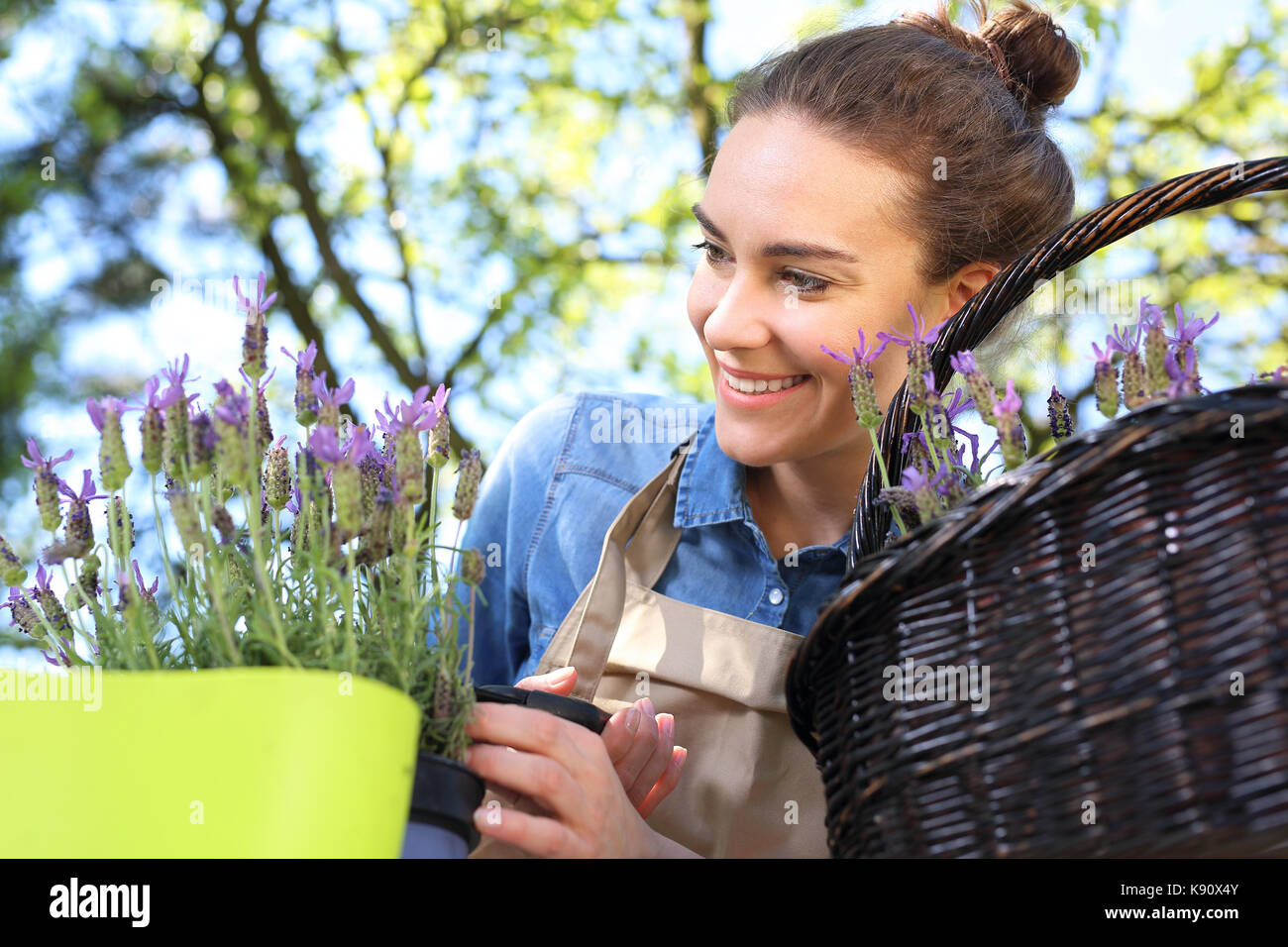 Female plants in pot plants forming a beautiful composition flower ...