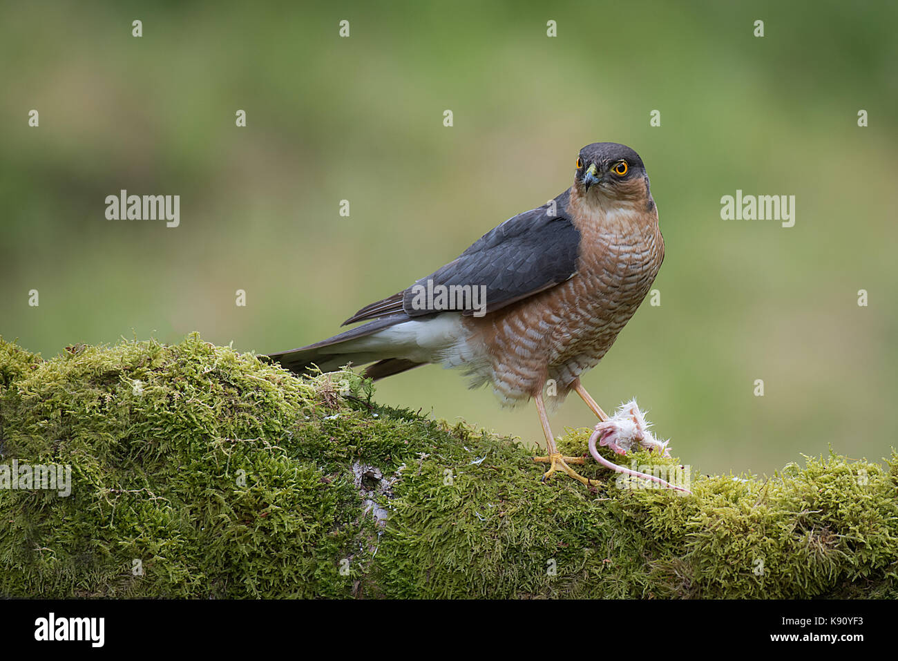 A male sparrow hawk perched on a lichen covered tree trunk looking ...