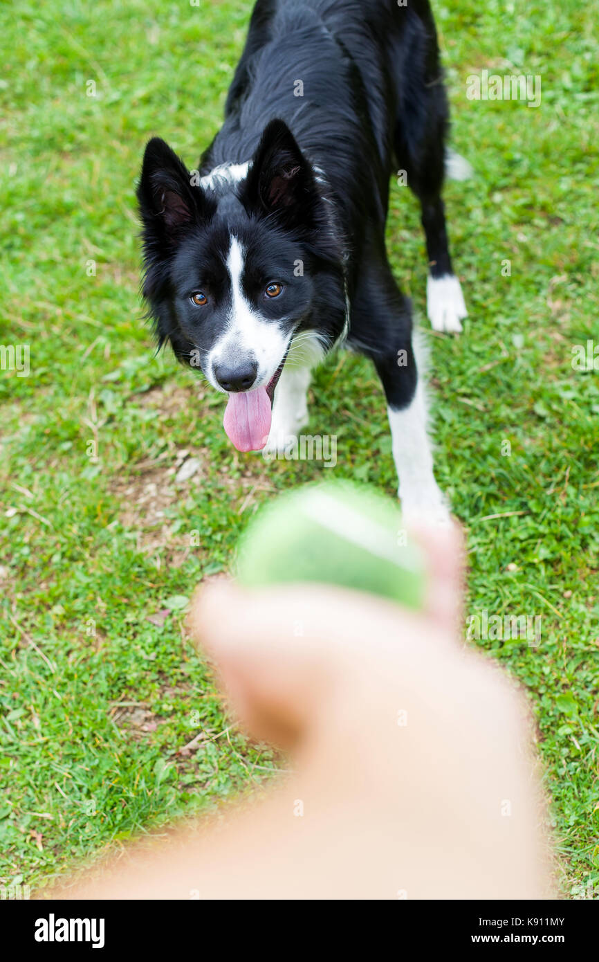Portrait of border collie playing with his owner Stock Photo - Alamy