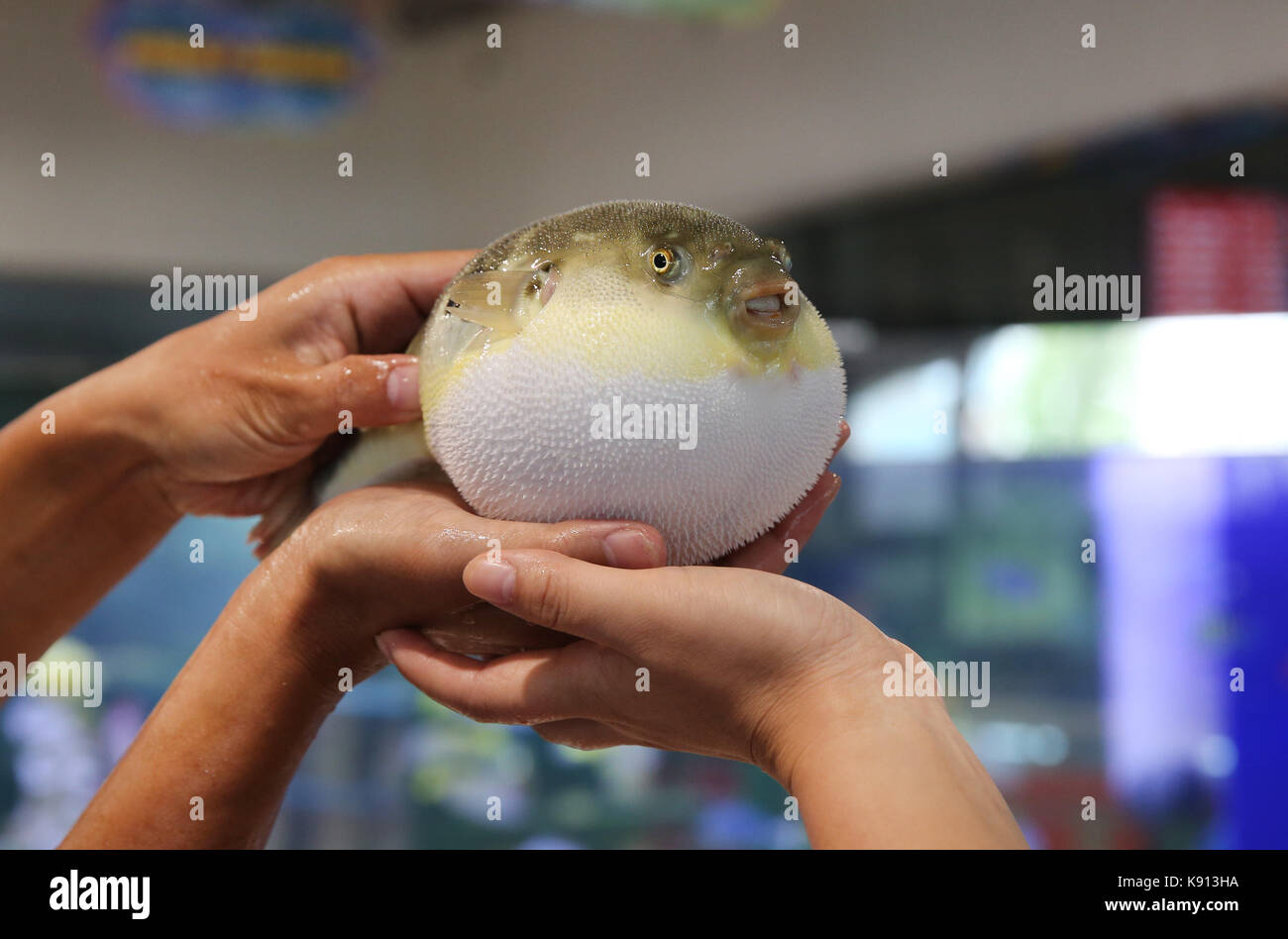 Nantong, China's Jiangsu Province. 20th Sep, 2017. Tourists touch a ...