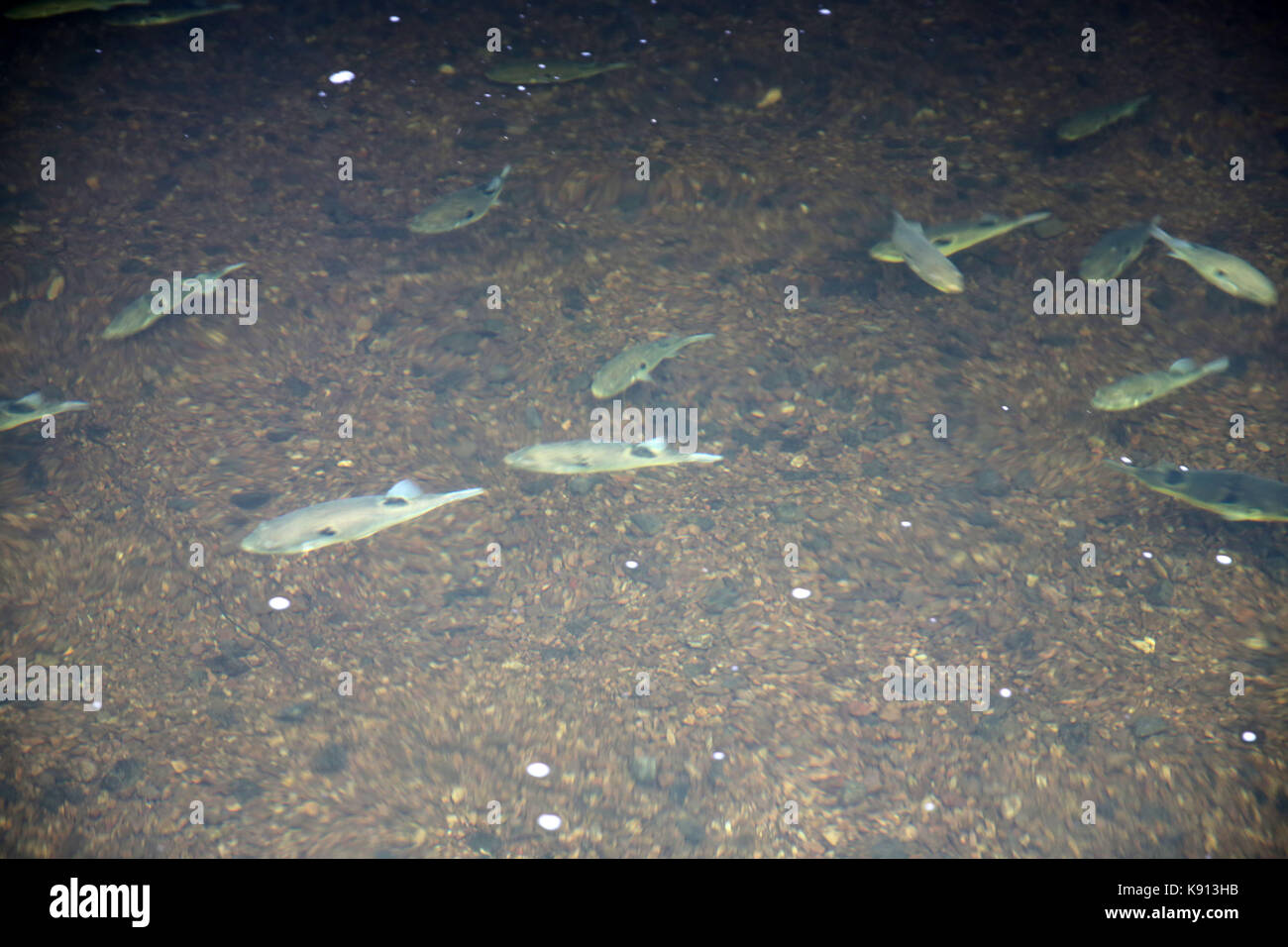 Nantong, China's Jiangsu Province. 20th Sep, 2017. Puffer fish are seen ...