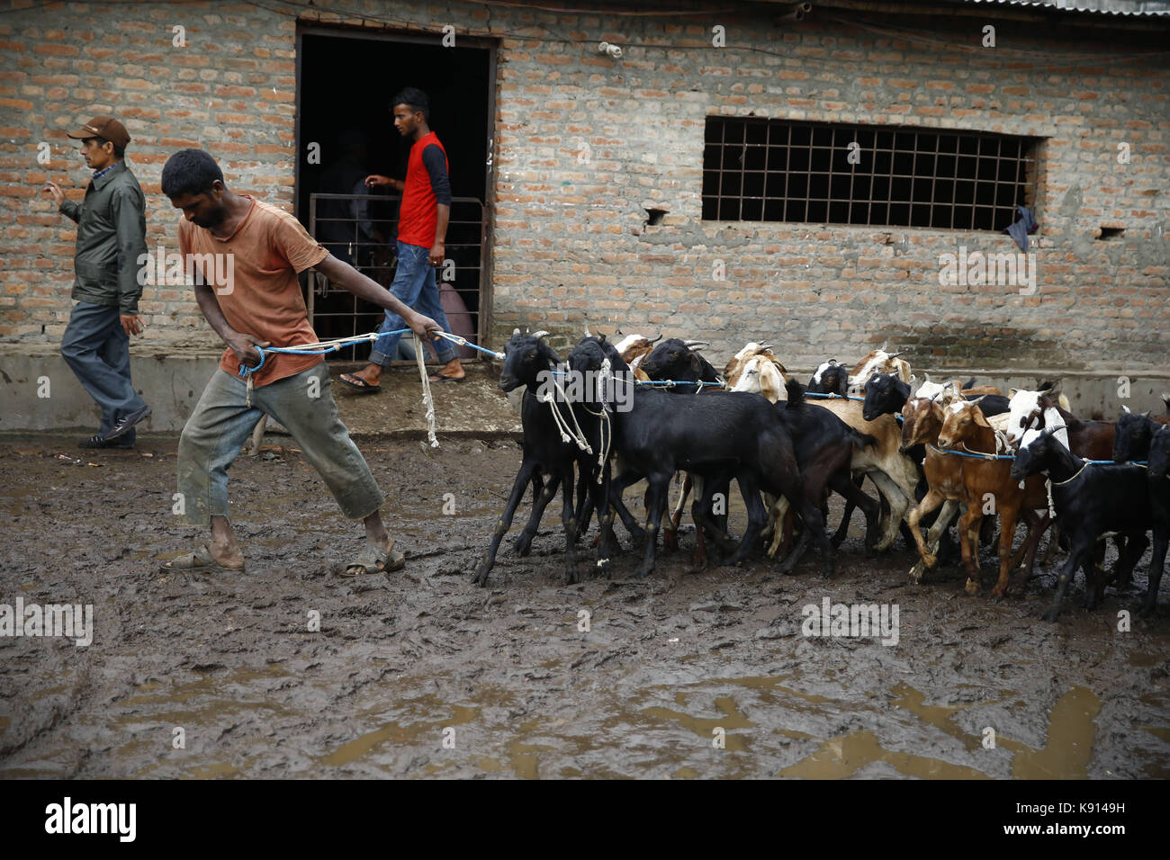 Kathmandu, Nepal. 21st Sep, 2017. A vendor drag goats to sell at a ...