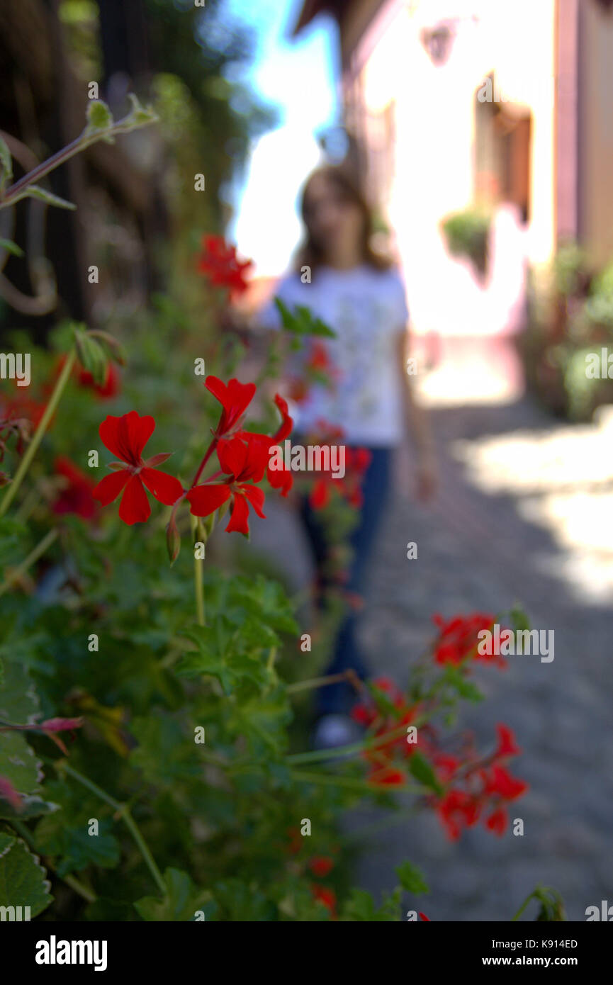 Little red flower hi-res stock photography and images - Alamy