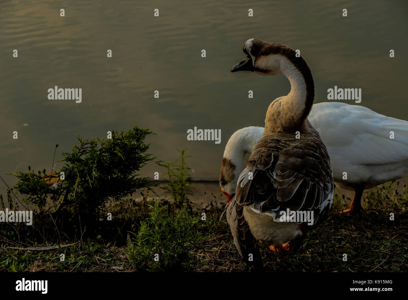 Northwestern turkey hi-res stock photography and images - Alamy