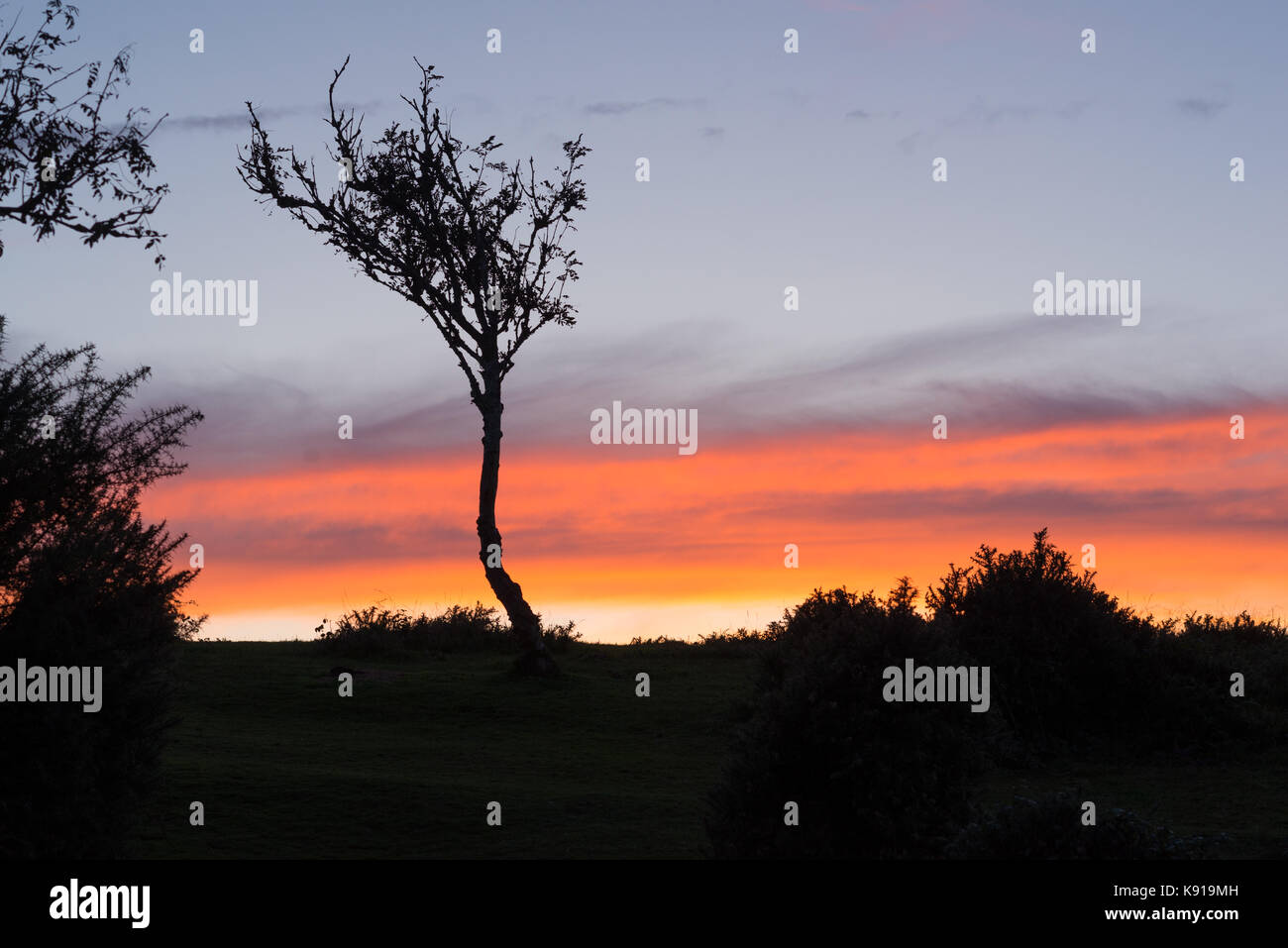 Tree stripe hi-res stock photography and images - Alamy