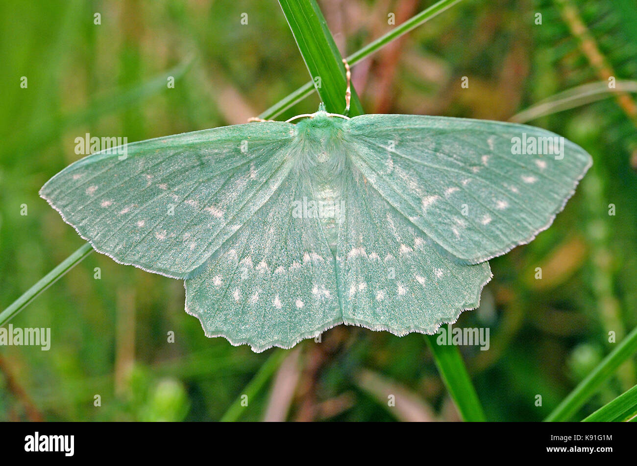 Large emerald moth (Geometra papilionaria) Freshly emerged Female, New ...