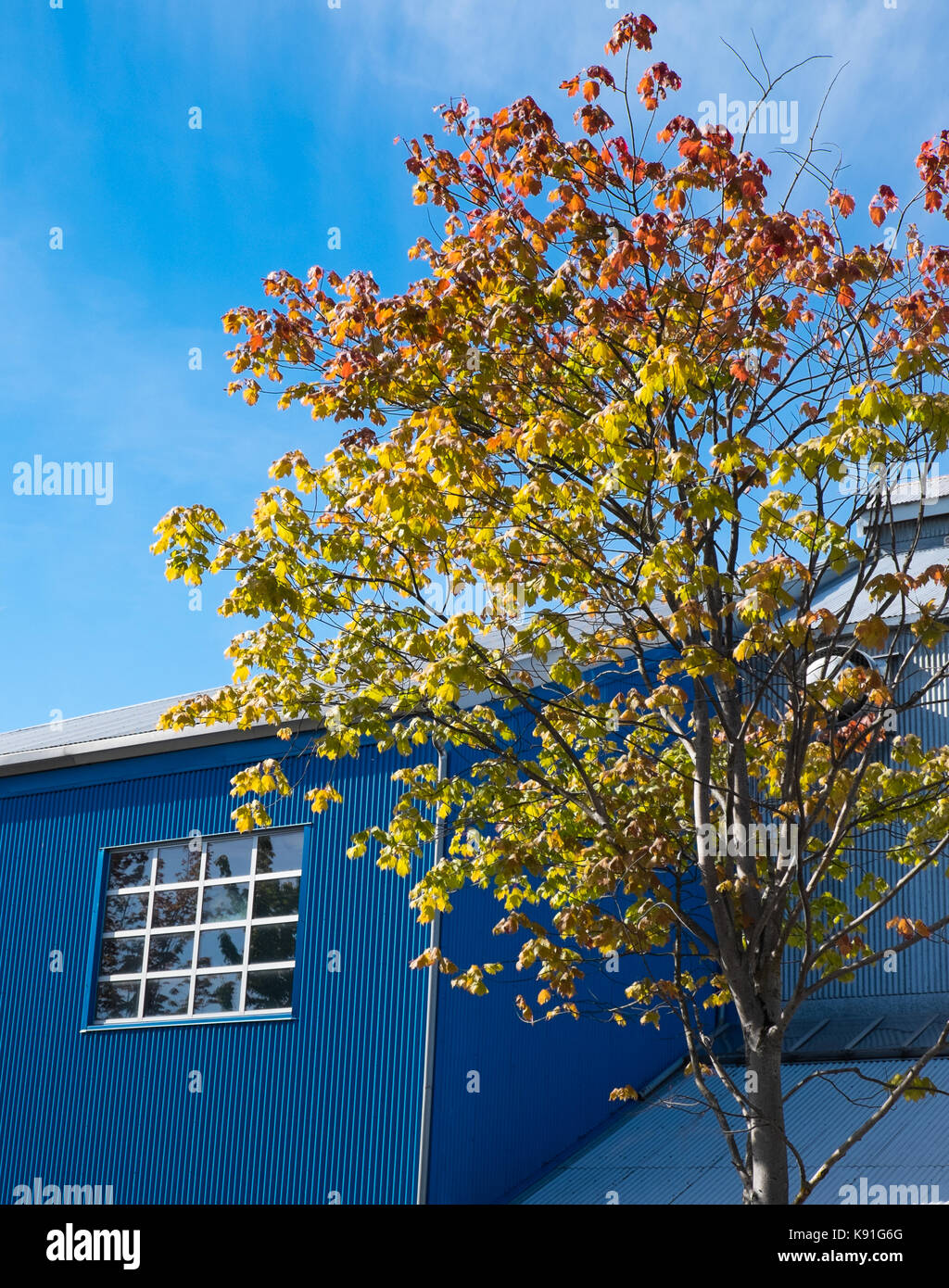 Autumn tree & blue building Stock Photo - Alamy