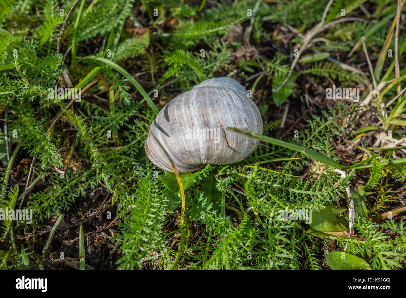 A snail with cracked shell Stock Photo - Alamy