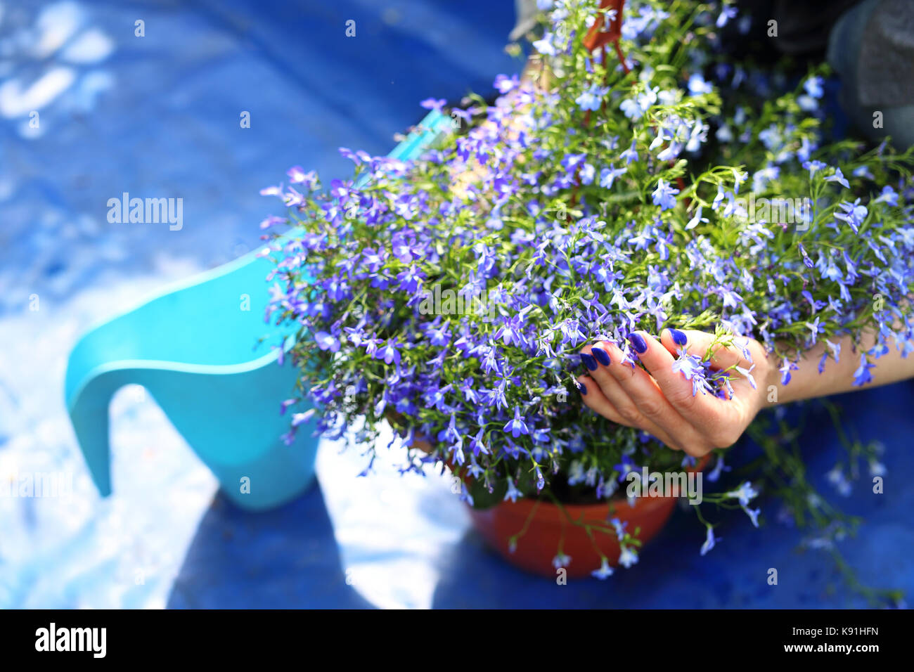 Spring in the garden, plant care.The gardener wateres flowers with ...