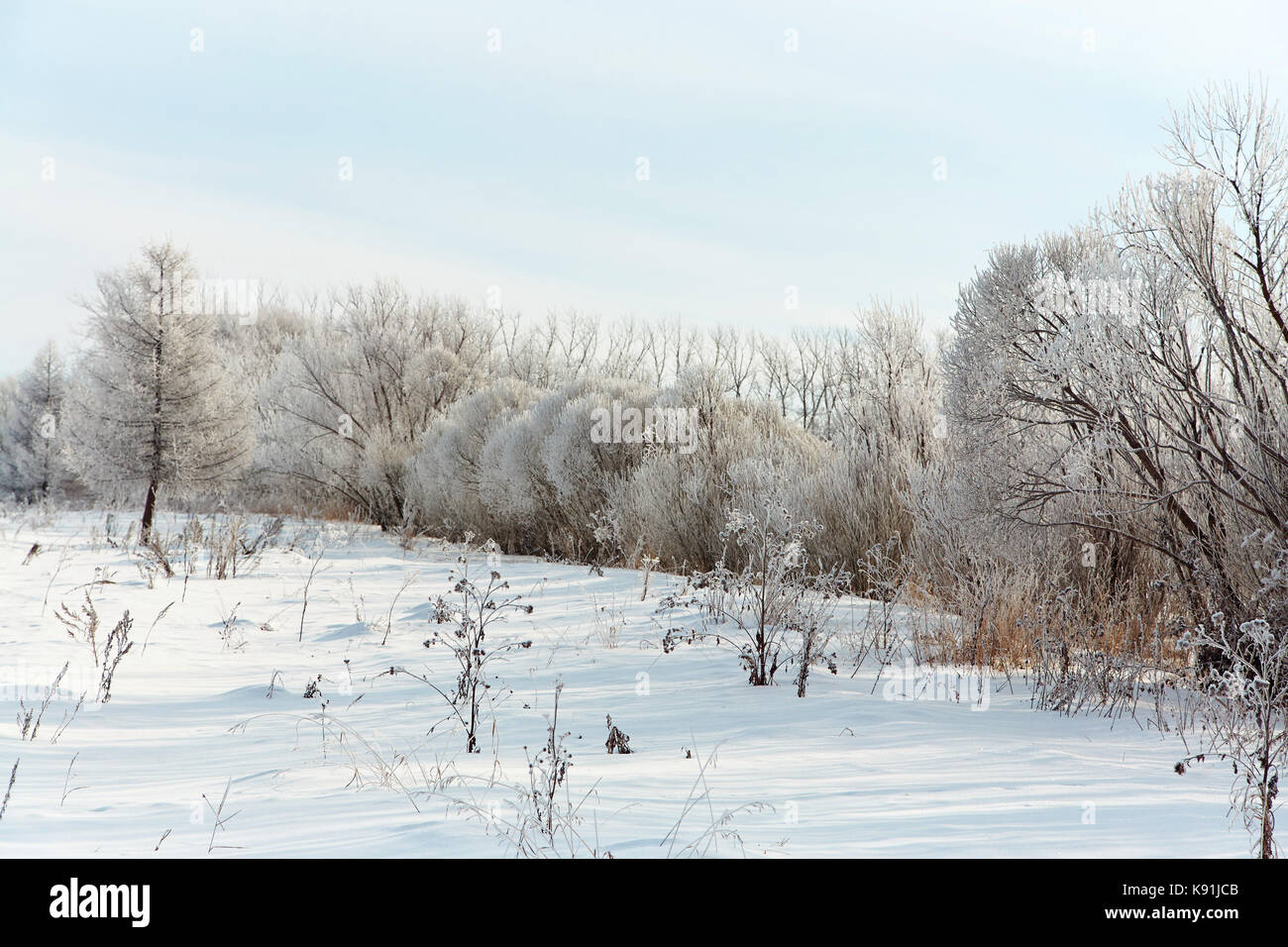 scenic winter landscape. view trees with snow Stock Photo - Alamy