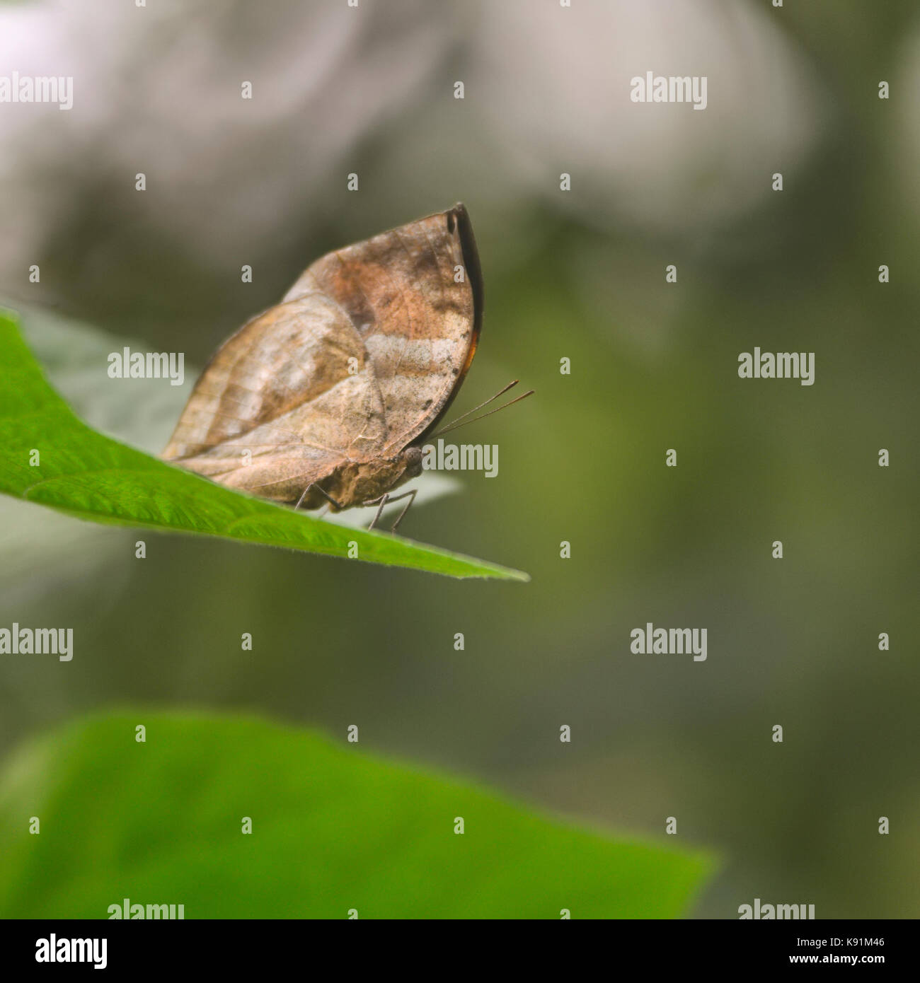 Beautiful image of Dead Leaf Butterfly Kallima Inachus on leaf Stock ...