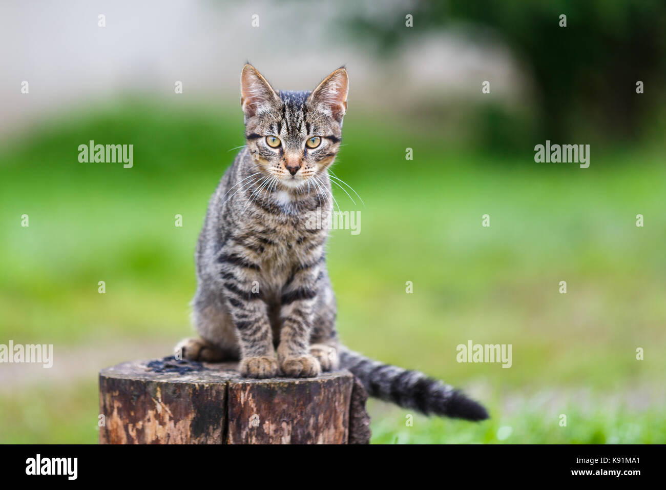 Cat on a stump hi-res stock photography and images - Alamy