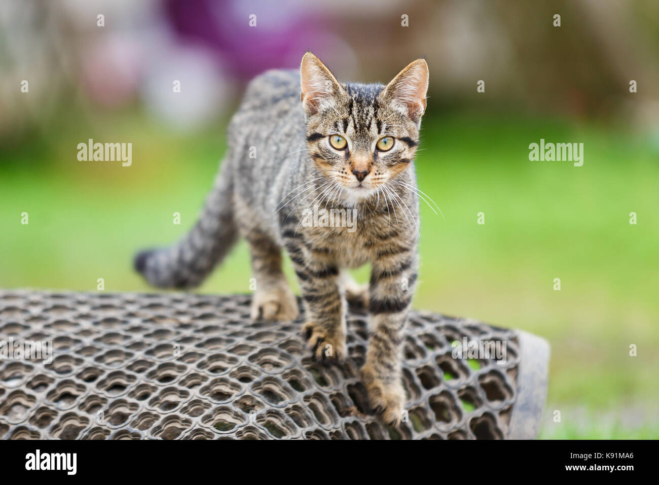 Portrait of the rustic cat on a mat in summer Stock Photo - Alamy