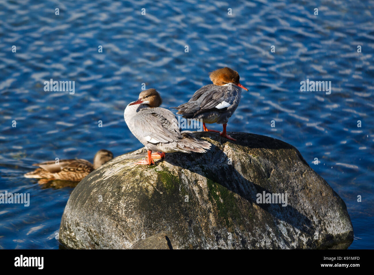 Grebe ducks on the stony shore in summer Stock Photo - Alamy