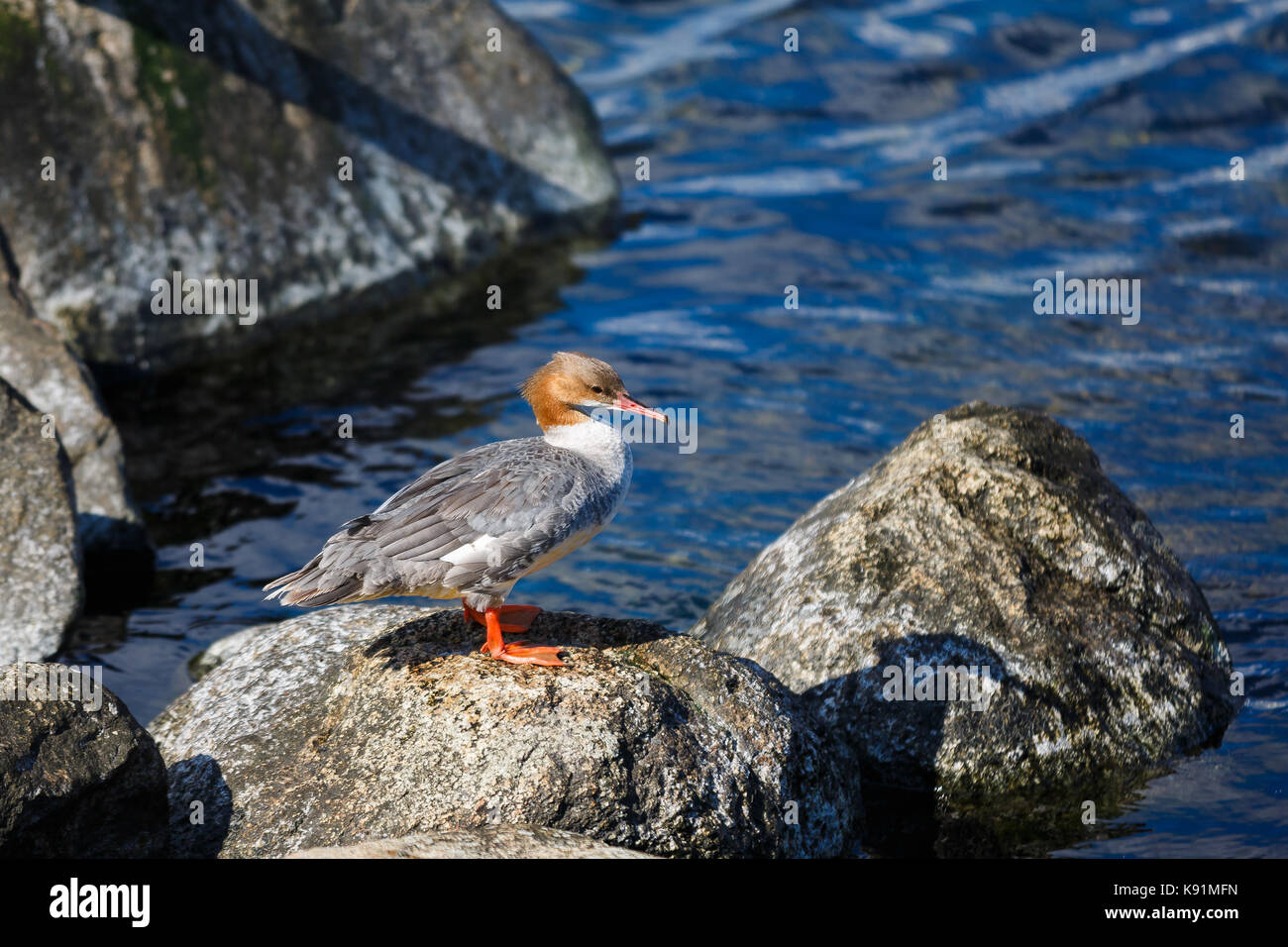 Grebe duck hi-res stock photography and images - Alamy