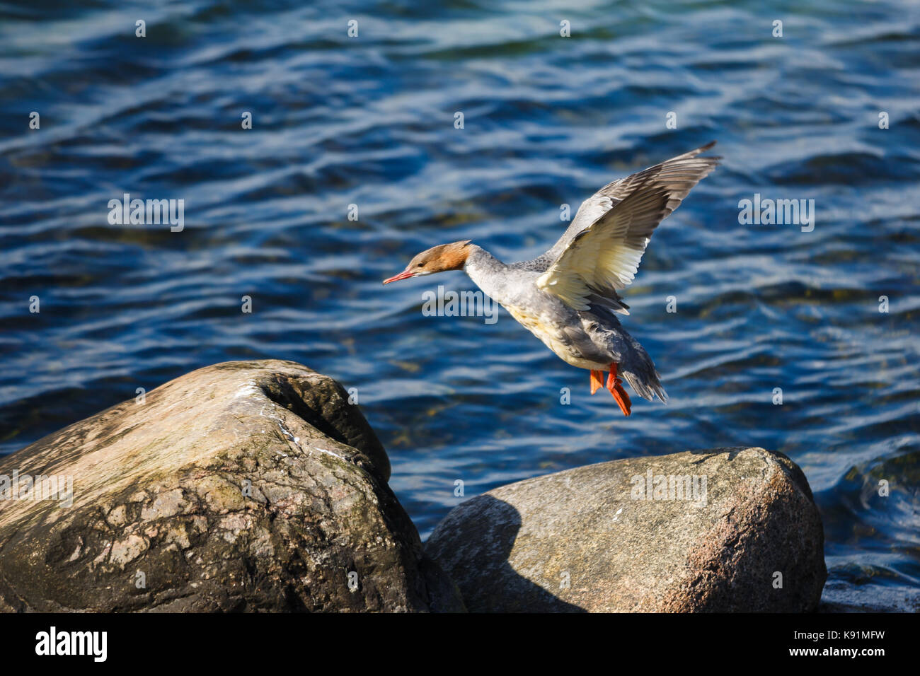 Grebe duck is flying over the stony shore in summer Stock Photo - Alamy
