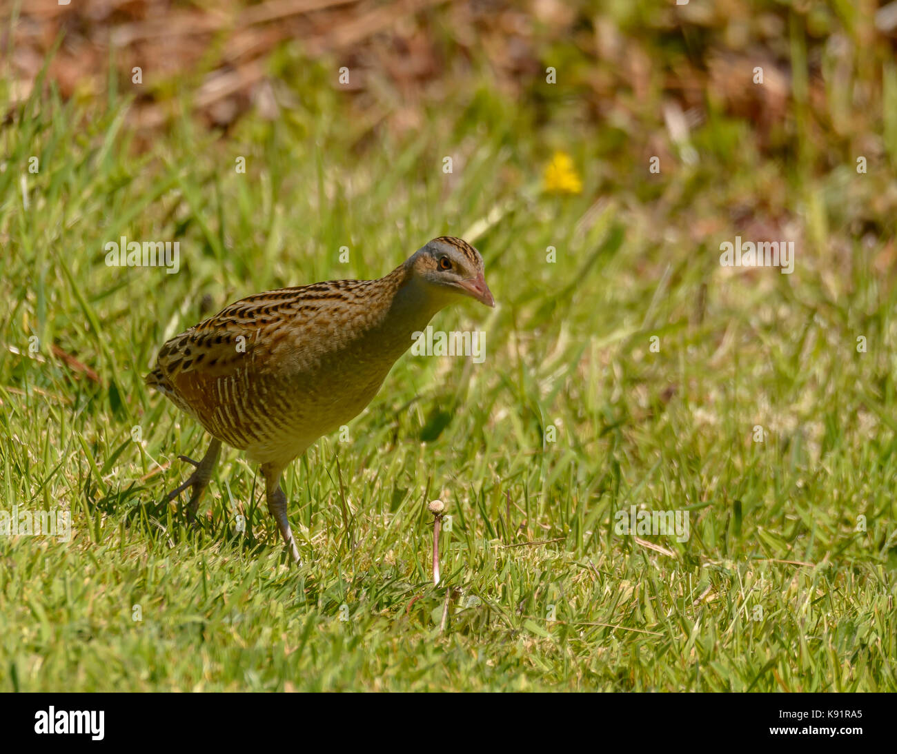 Corncrake Photography on Isle of Iona Isle of Mull Western Scotland ...