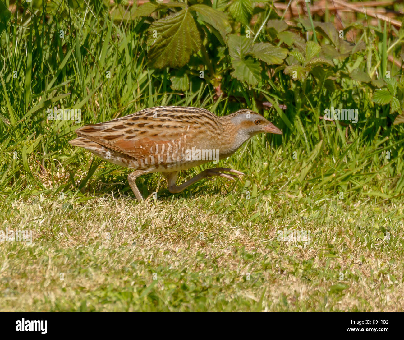 Corncrake Photography on Isle of Iona Isle of Mull Western Scotland ...