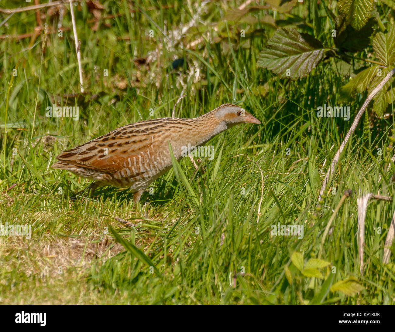 Corncrake Photography on Isle of Iona Isle of Mull Western Scotland ...