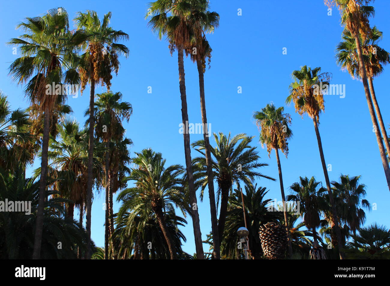 Palm trees on the island of VI's Stock Photo - Alamy