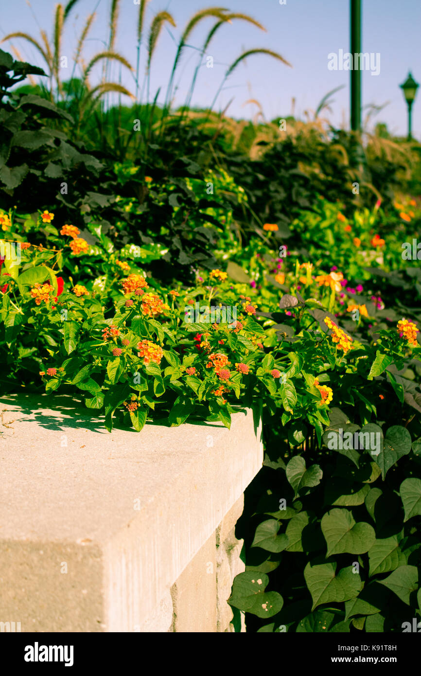 Plants draped over boundary Stock Photo - Alamy
